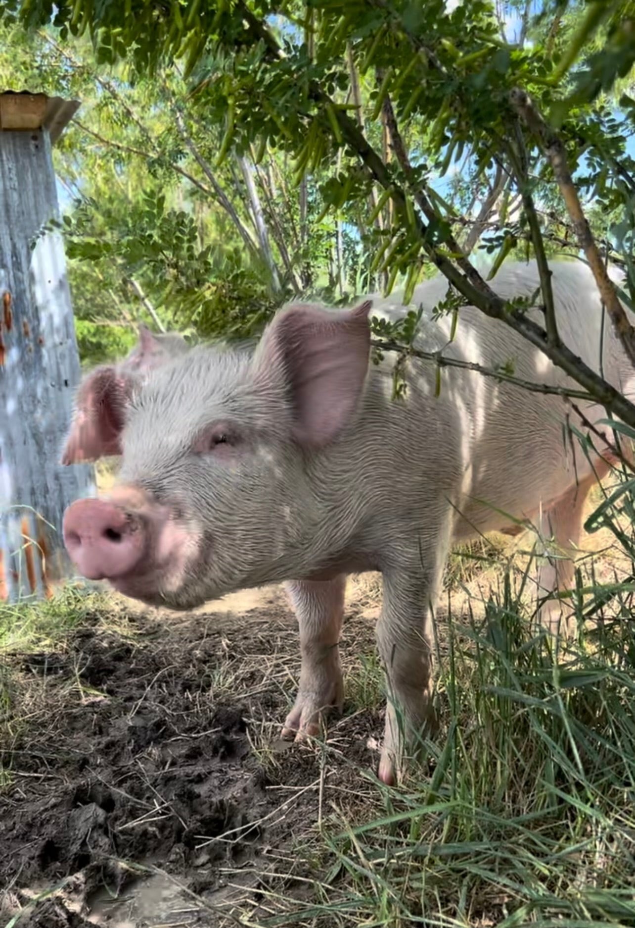 PORK – Wickens Ranch