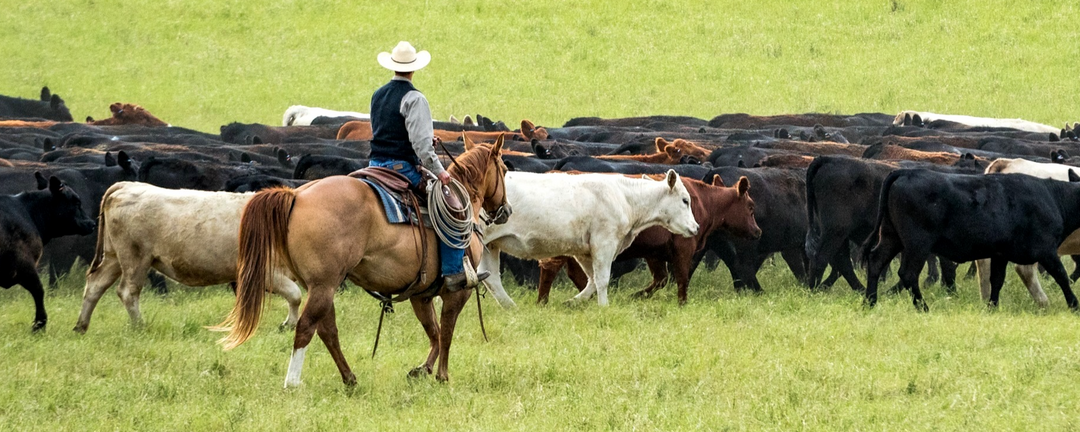 Wickens Ranch Local Montana Beef